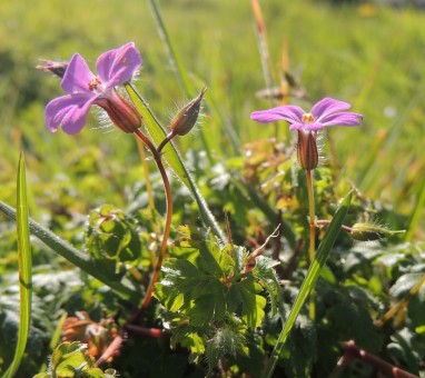 Slieve Carran | The Burren and Cliffs of Moher UNESCO Global Geopark
