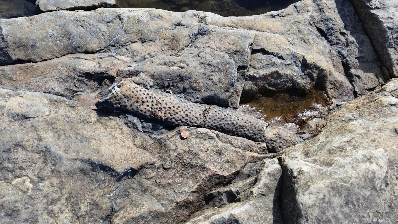 Our Fossil Roots | The Burren and Cliffs of Moher UNESCO Global Geopark