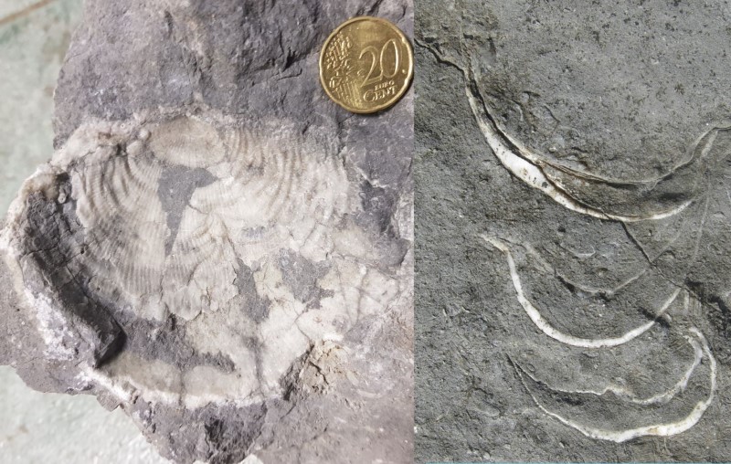 Brachiopods Fossils Identification