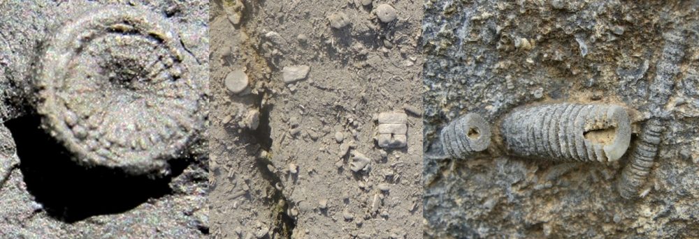 Fossil crinoids – Finding the ‘new’ in the old | The Burren and Cliffs ...