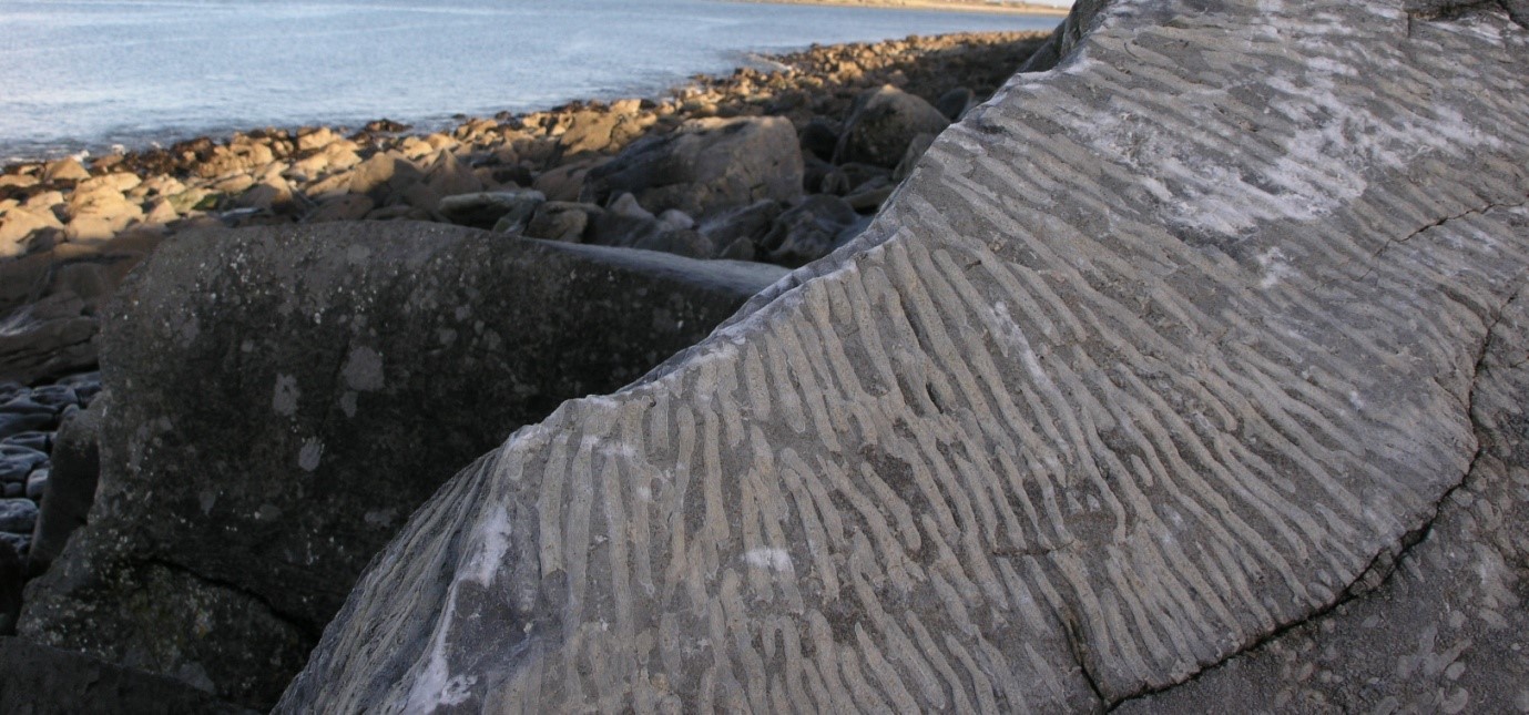 Fossil Identification Guide | The Burren and Cliffs of Moher UNESCO ...
