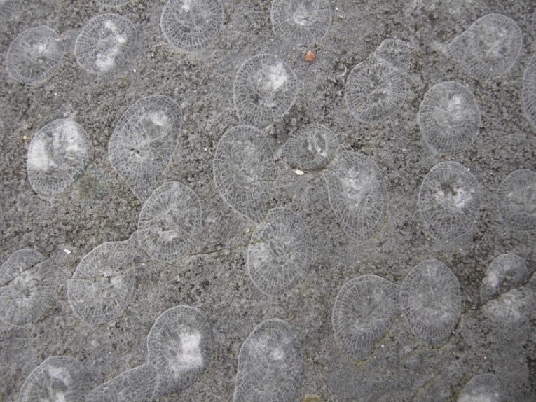 Fossil Identification Guide | The Burren and Cliffs of Moher UNESCO ...