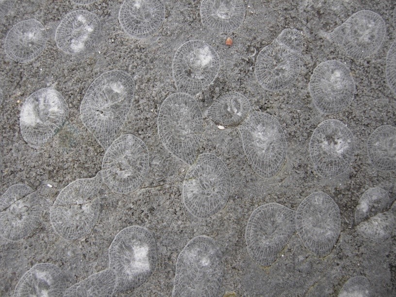 Fossil Identification Guide | The Burren and Cliffs of Moher UNESCO ...