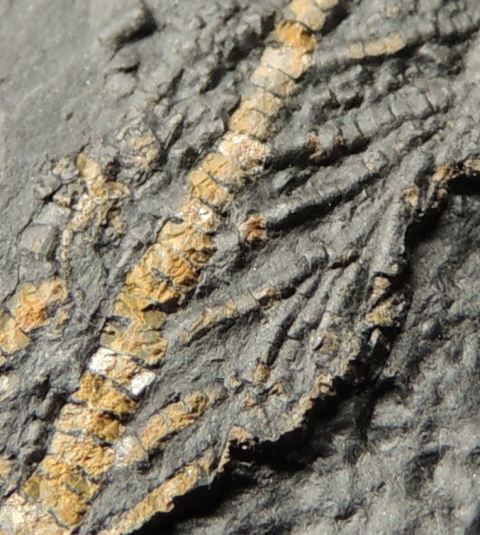 Fossil Identification Guide | The Burren and Cliffs of Moher UNESCO ...