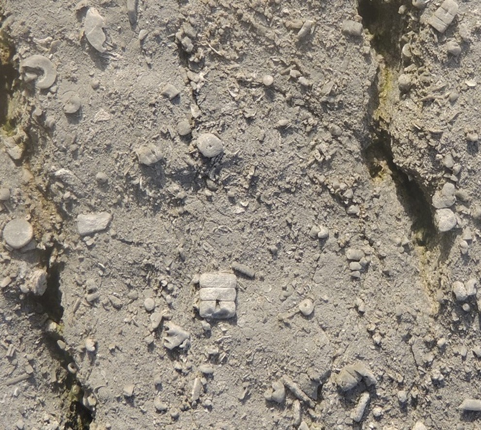 Fossil Identification Guide | The Burren and Cliffs of Moher UNESCO ...