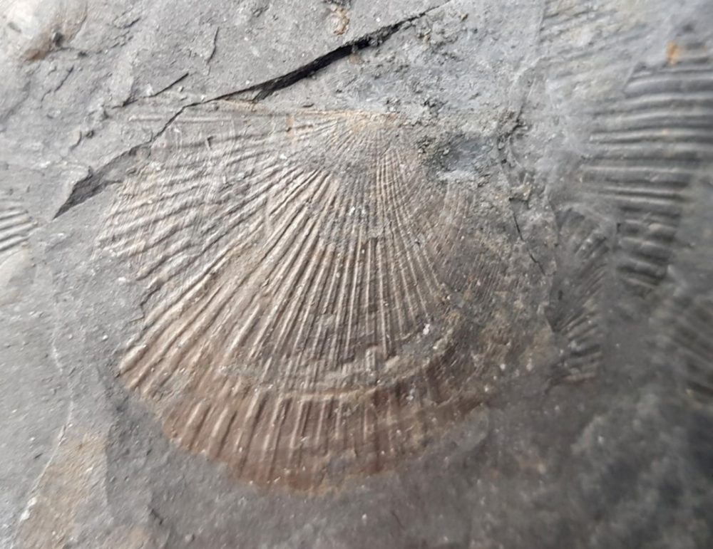 Fossil Identification Guide | The Burren and Cliffs of Moher UNESCO ...