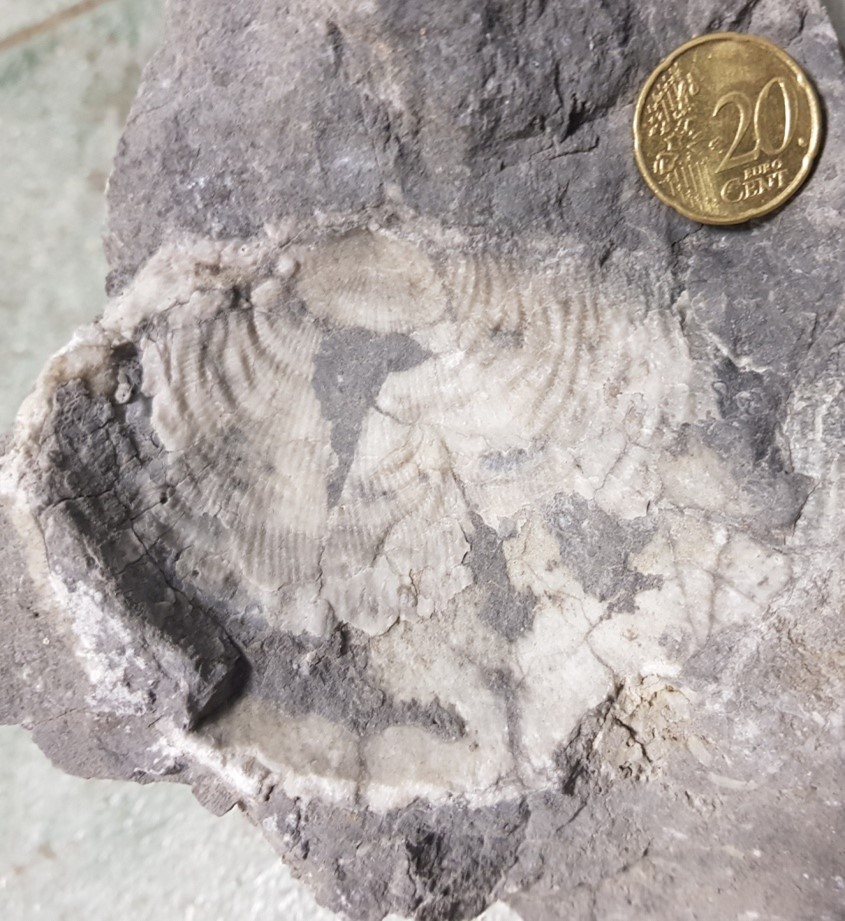 Fossil Identification Guide | The Burren and Cliffs of Moher UNESCO ...