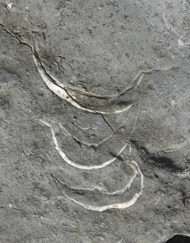 Fossil Identification Guide | The Burren and Cliffs of Moher UNESCO ...