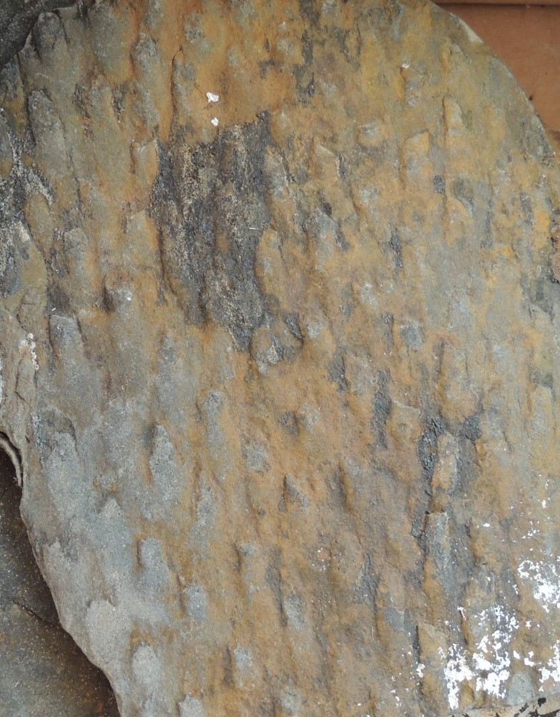 Fossil Identification Guide | The Burren and Cliffs of Moher UNESCO ...