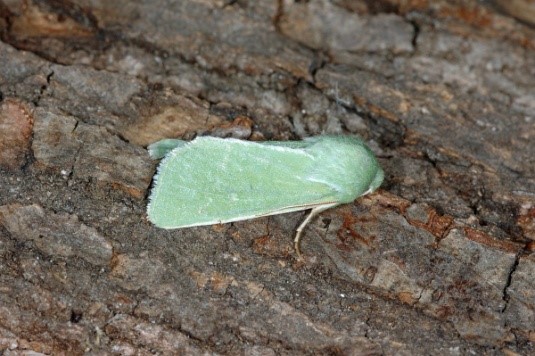 Our Biodiversity | The Burren and Cliffs of Moher UNESCO Global Geopark