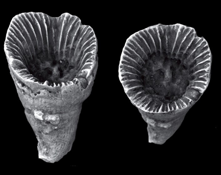 Fossil Identification Guide | The Burren and Cliffs of Moher UNESCO ...