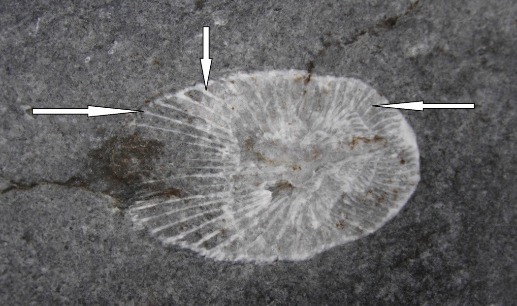 Fossil Identification Guide | The Burren and Cliffs of Moher UNESCO ...