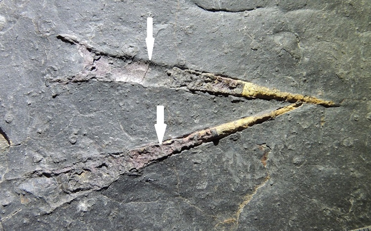 Fossil Identification Guide | The Burren and Cliffs of Moher UNESCO ...