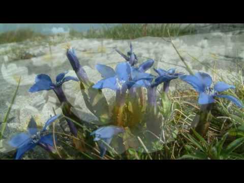 Flora and Fauna | The Burren and Cliffs of Moher UNESCO Global Geopark